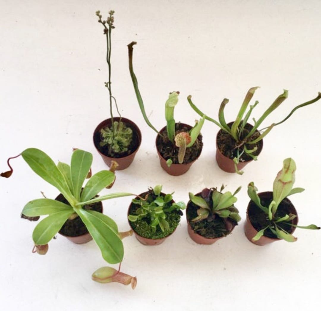 Assorted Live Carnivorous Plants Set of 1, 3 or 5, Sundew, Asian ...