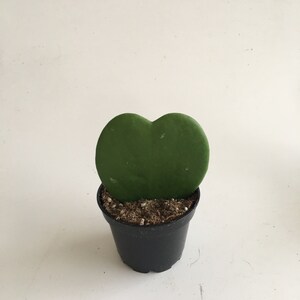 Hoya Kerrii Heart in a Floral Pot, Indoor Outdoor Sweet Heart Plant ...
