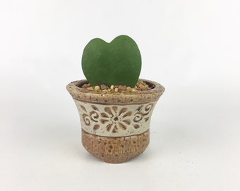 Hoya Kerrii Heart Indoor Outdoor Sweet Heart Plant Succulent | Etsy