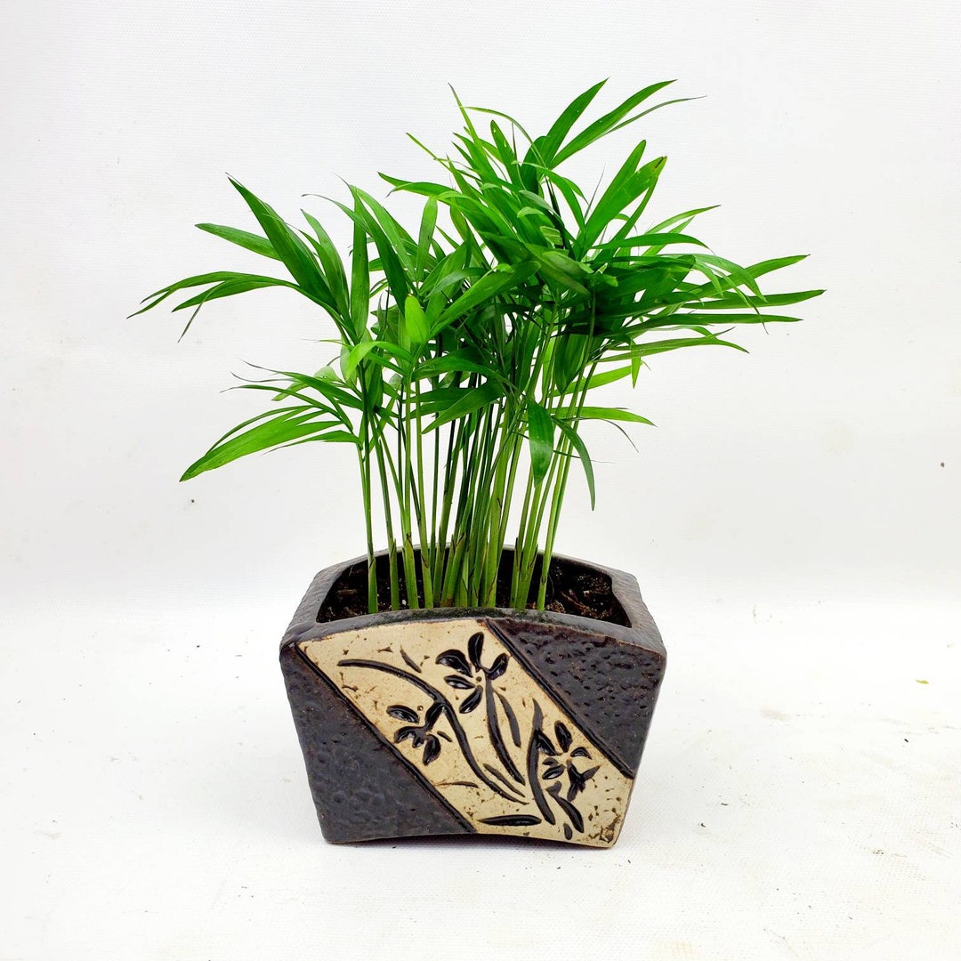 Floral Planter With Potted House Plants Coffee Parlor Palm - Etsy