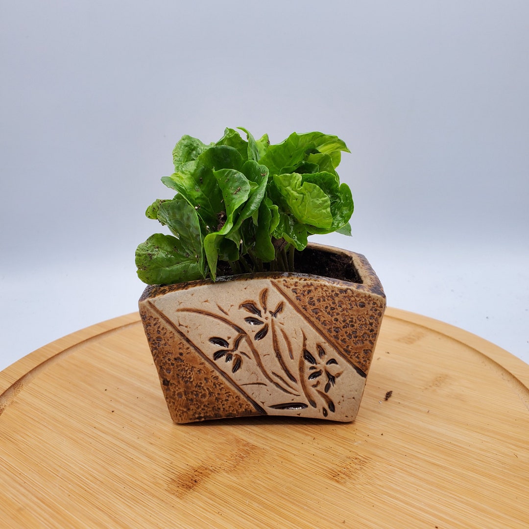 Floral Planter With Potted House Plants - Coffee Parlor Palm Polka Dot ...