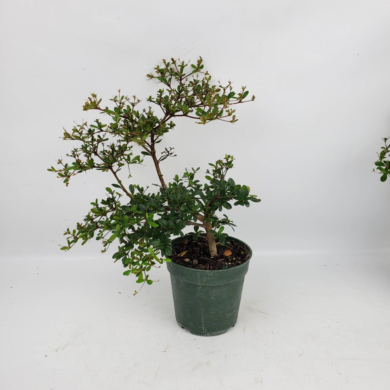 Bonsai Live Tree Black Olive, Bucida Spinosa, Indoor Outdoor Plant, 4 ...