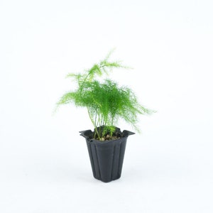 Floral Design Planter With Potted House Plants - Coffee Parlor Palm ...