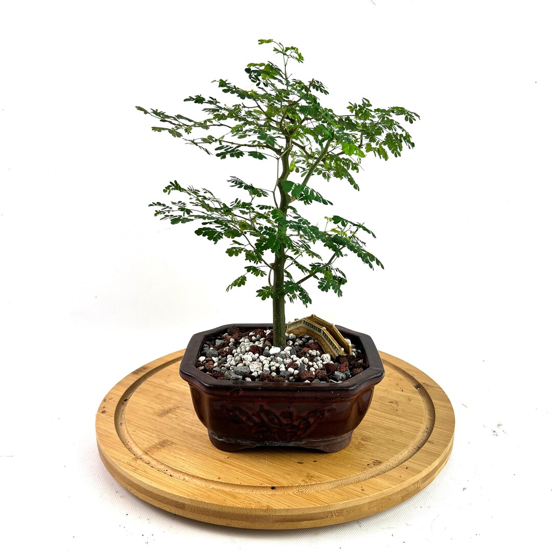 Bonsai Live Brazilian Rain Tree Pithecellobium Tortum in a 6 Bonsai Pot ...