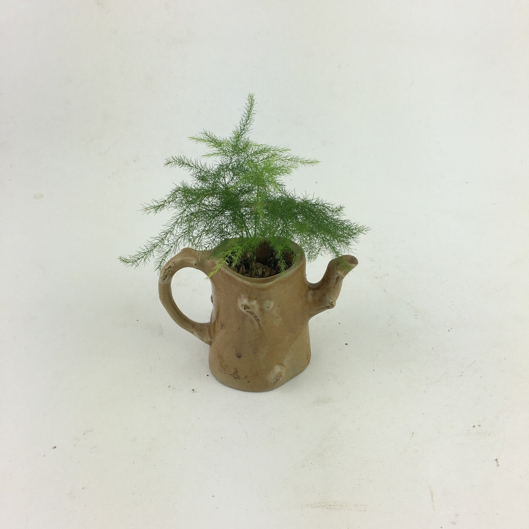 Tea Pot Chinese Planter Potted Plants, Coffee, Parlor Palm, Hypoestes ...