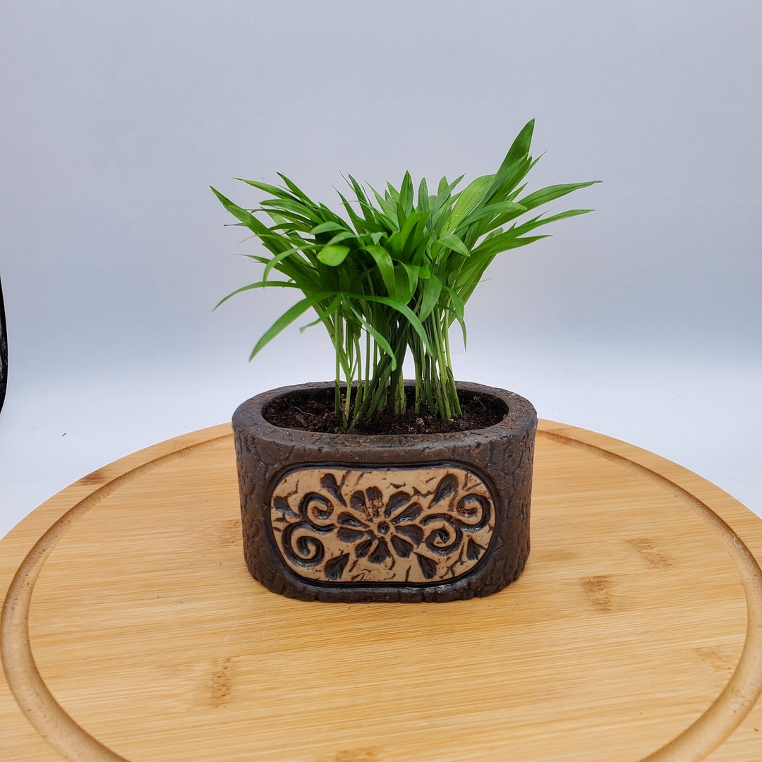 Floral Oval Planter Potted Plants, Coffee, Parlor Palm, Hypoestes ...