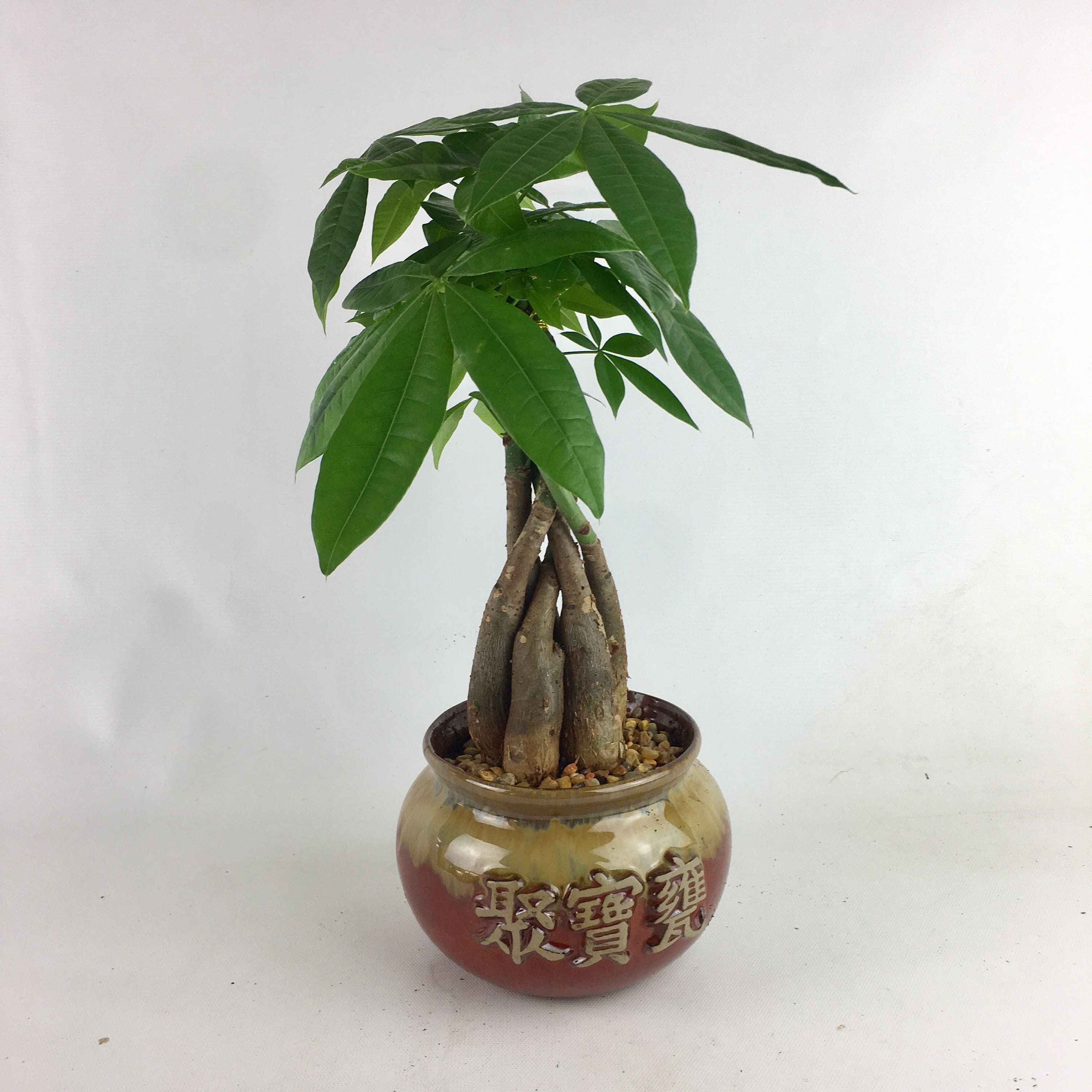 Live Money Tree Indoor Plant in a Ceramic Pottery Planter - Etsy UK