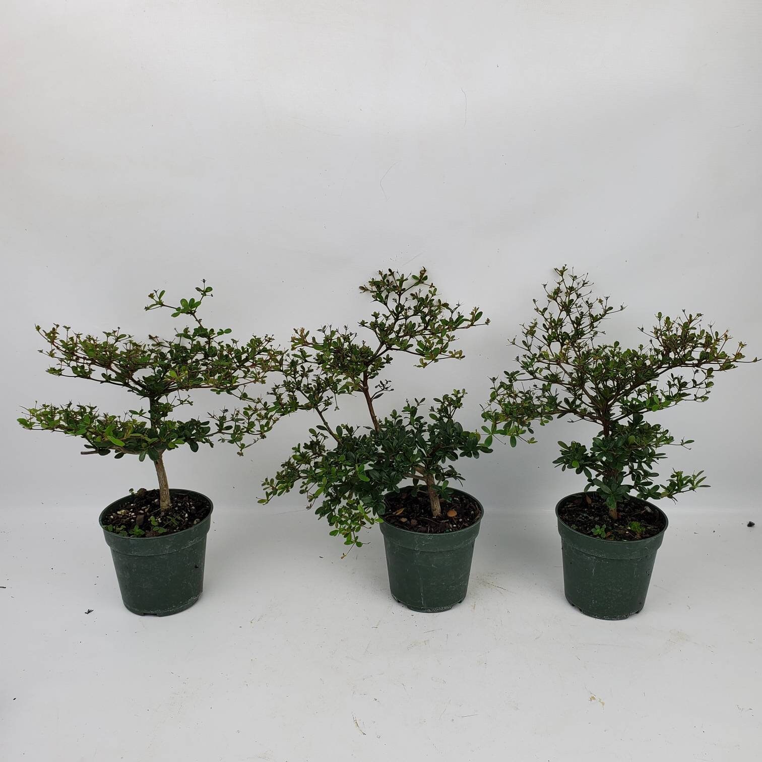 Bonsai Live Tree Black Olive, Bucida Spinosa, Indoor Outdoor Plant, 4 ...
