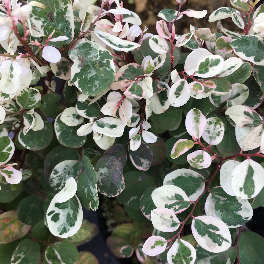 Live Bonsai Snow Bush Breynia Disticha Snow on the Mountain Indoor or ...