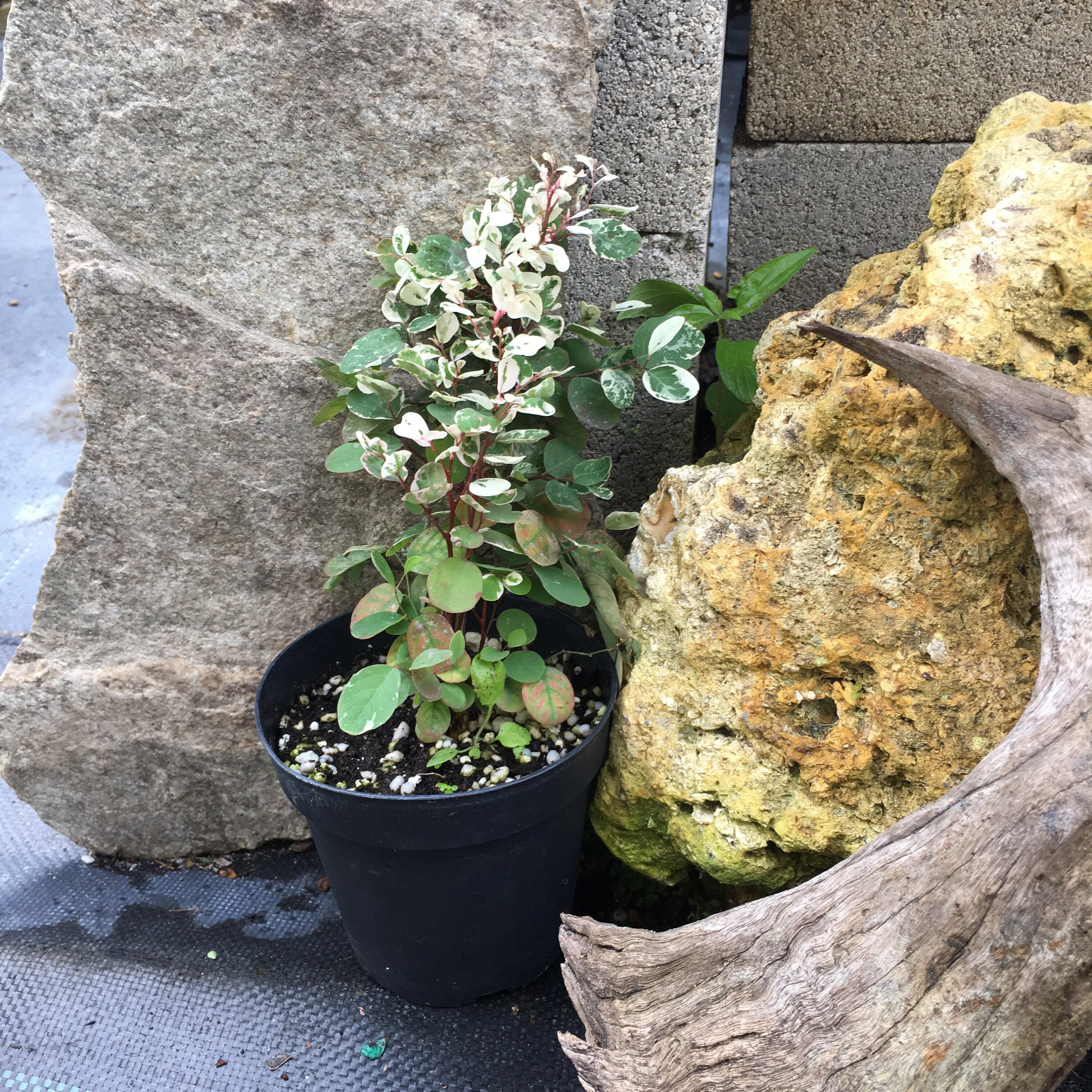 Live bonsai Snow bush Breynia Disticha Snow on the mountain | Etsy