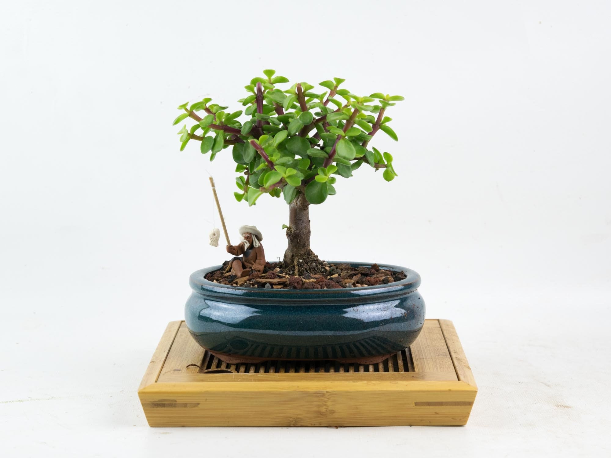 Dwarf Date Palm Bonsai