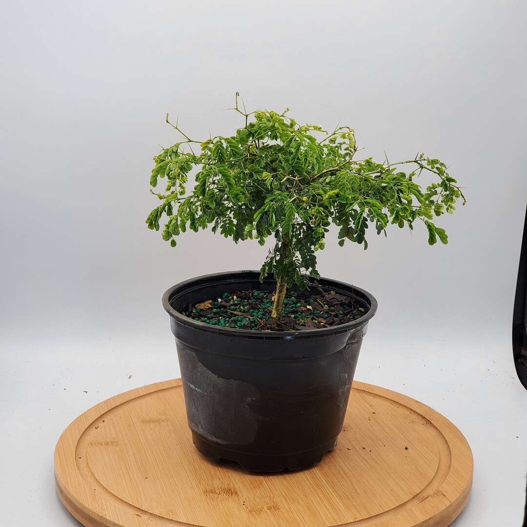 Brazilian Rain Tree Live Pre Bonsai in 6 Grow Pot 'pithecellobium ...