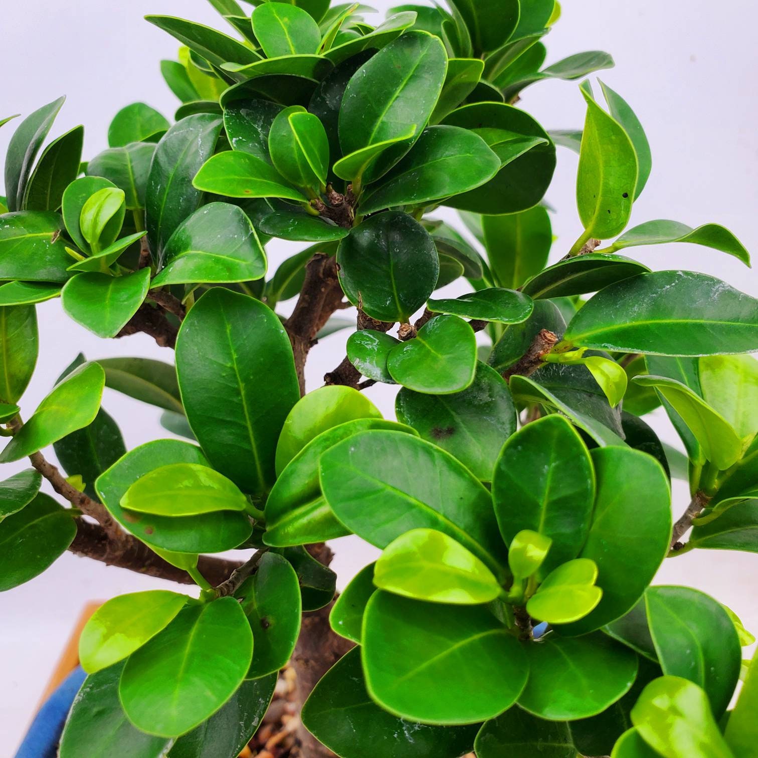 Bonsai Live Tree Ficus Compacta in 7.5 Pot Indoor or - Etsy