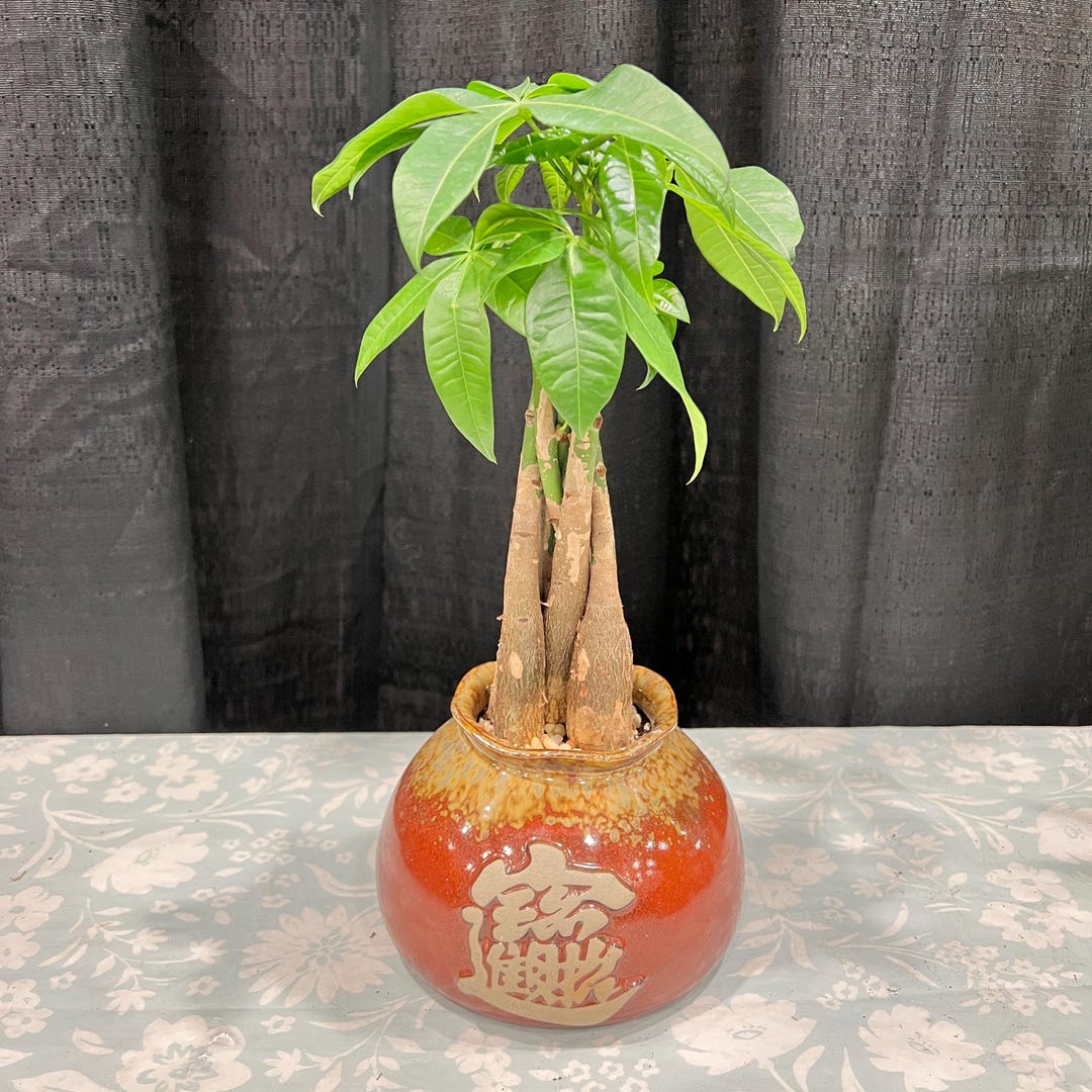 Live Money Tree Indoor Plant in a Ceramic Pottery, Planter, Unique Gift ...