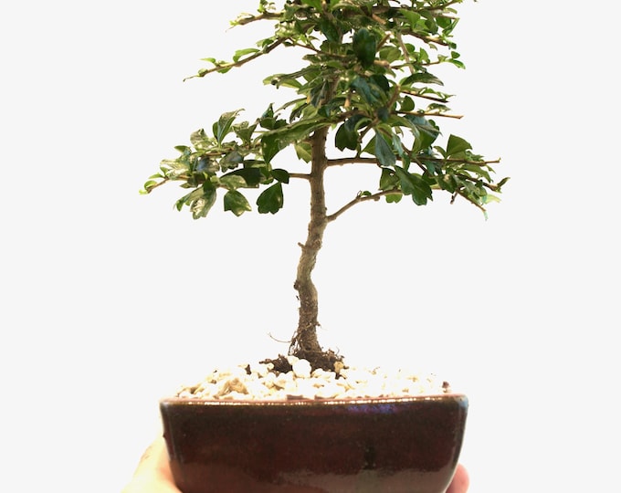 Flowering Fukien Tea Bonsai Tree - 4" Pot - Live Indoor/outdoor Gift - Etsy