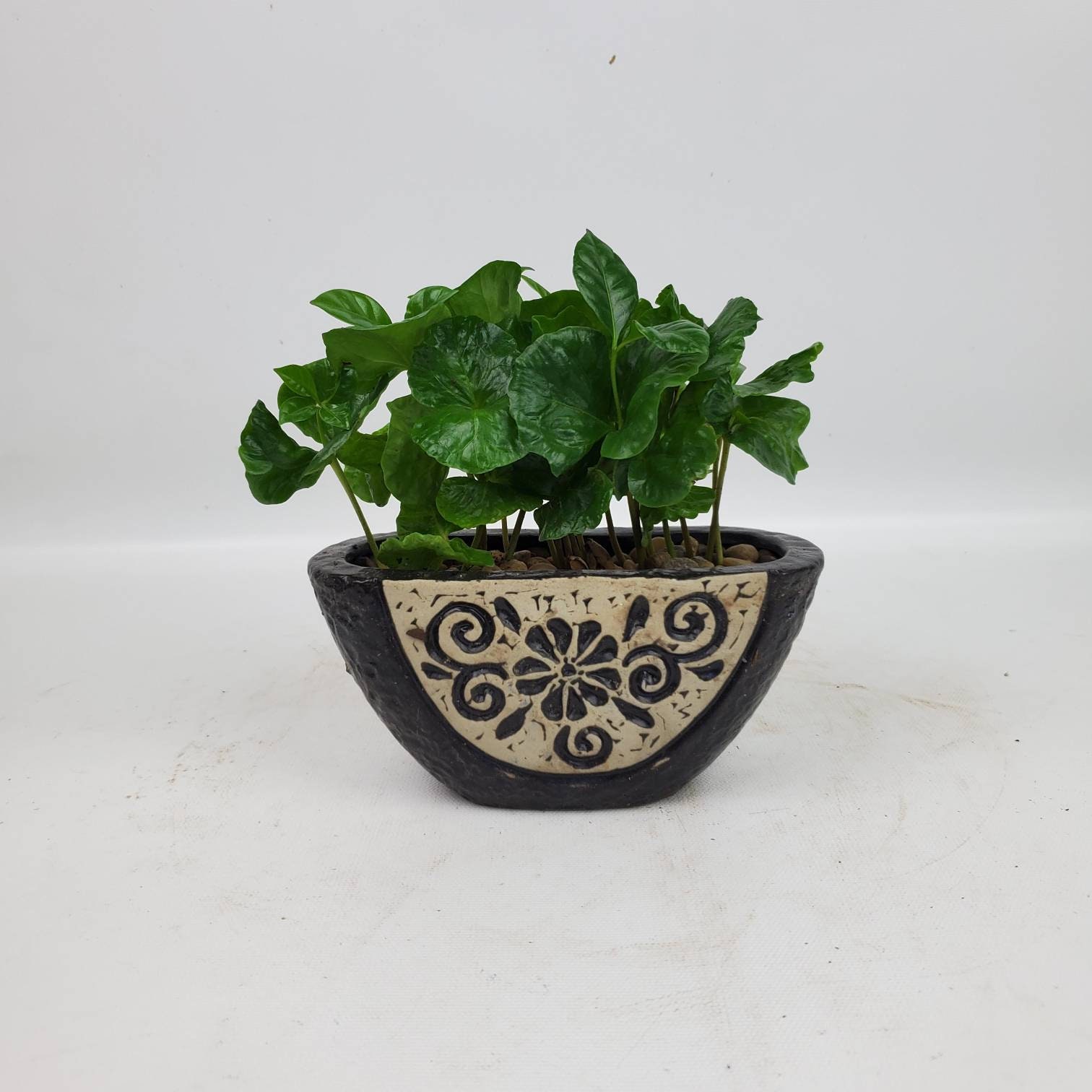 Floral Brown Planter Potted Plants Coffee Parlor Palm - Etsy
