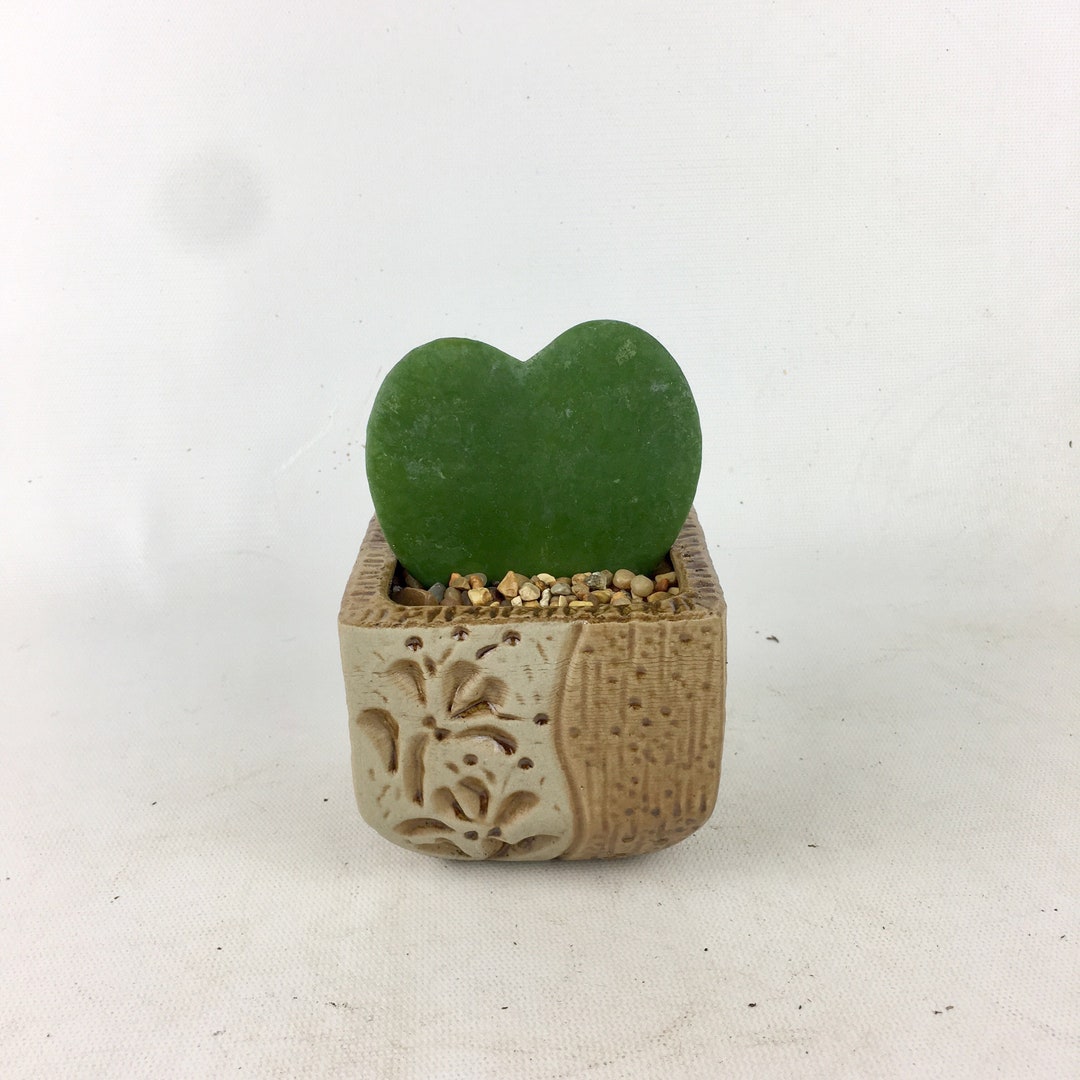 Hoya Kerrii Heart in a Floral Pot, Indoor Outdoor Sweet Heart Plant ...