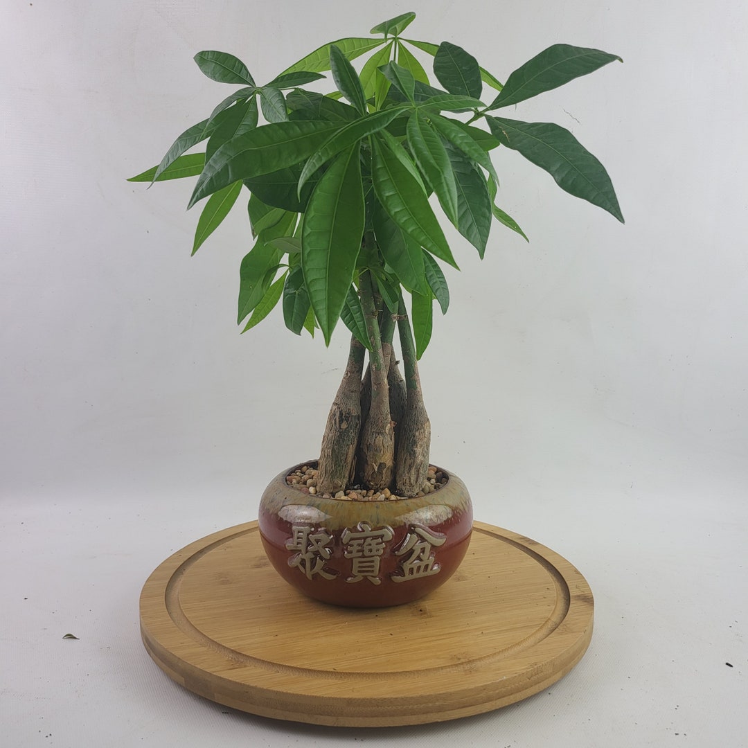 Live Money Tree Indoor Plant in a Ceramic Pottery, Planter, Unique Gift ...
