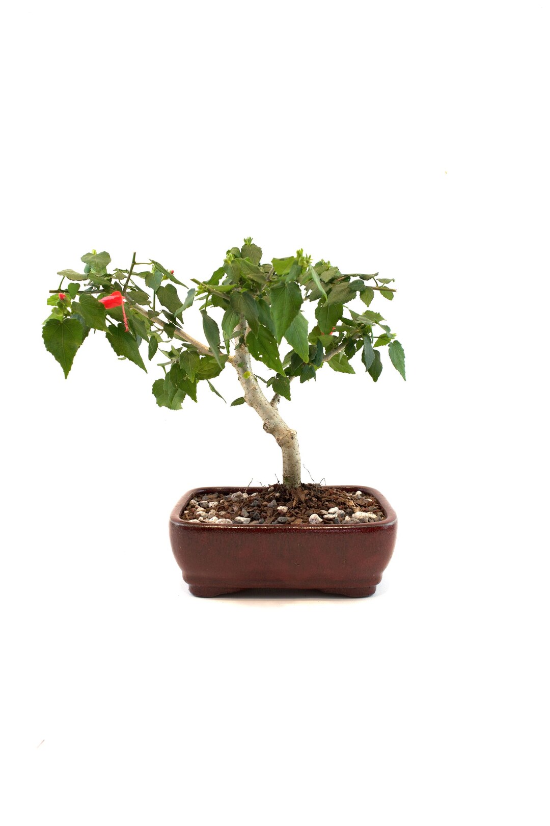 Rare Dwarf Hibiscus Bonsai in 7" Ceramic Red Pot - Flower Plant - Outdoor - Etsy