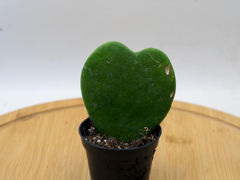 Hoya Kerrii Heart Succulent B-grade Set of Five, Live Plant, Indoor or ...