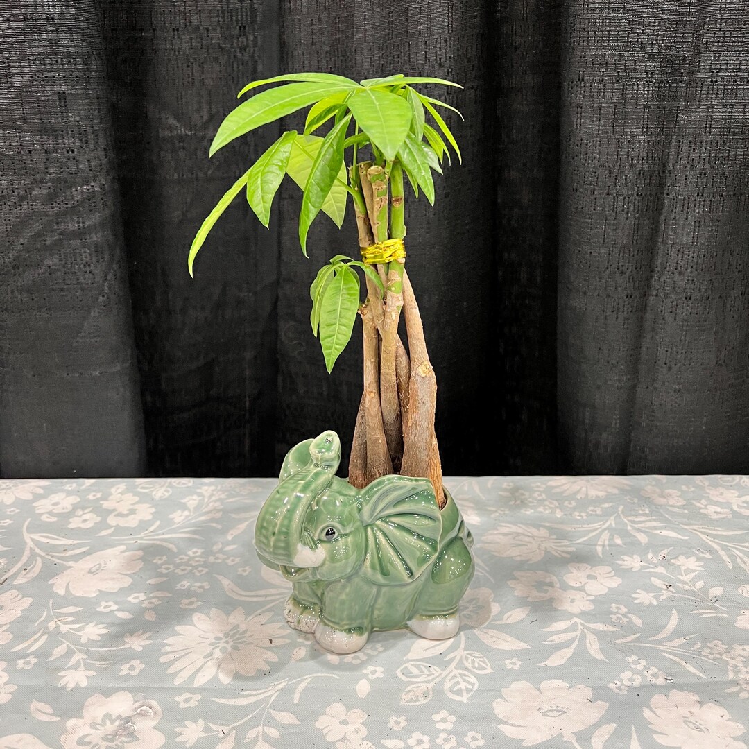 Live Money Tree Indoor Plant, Green Elephant Planter, Unique Gift Bring ...
