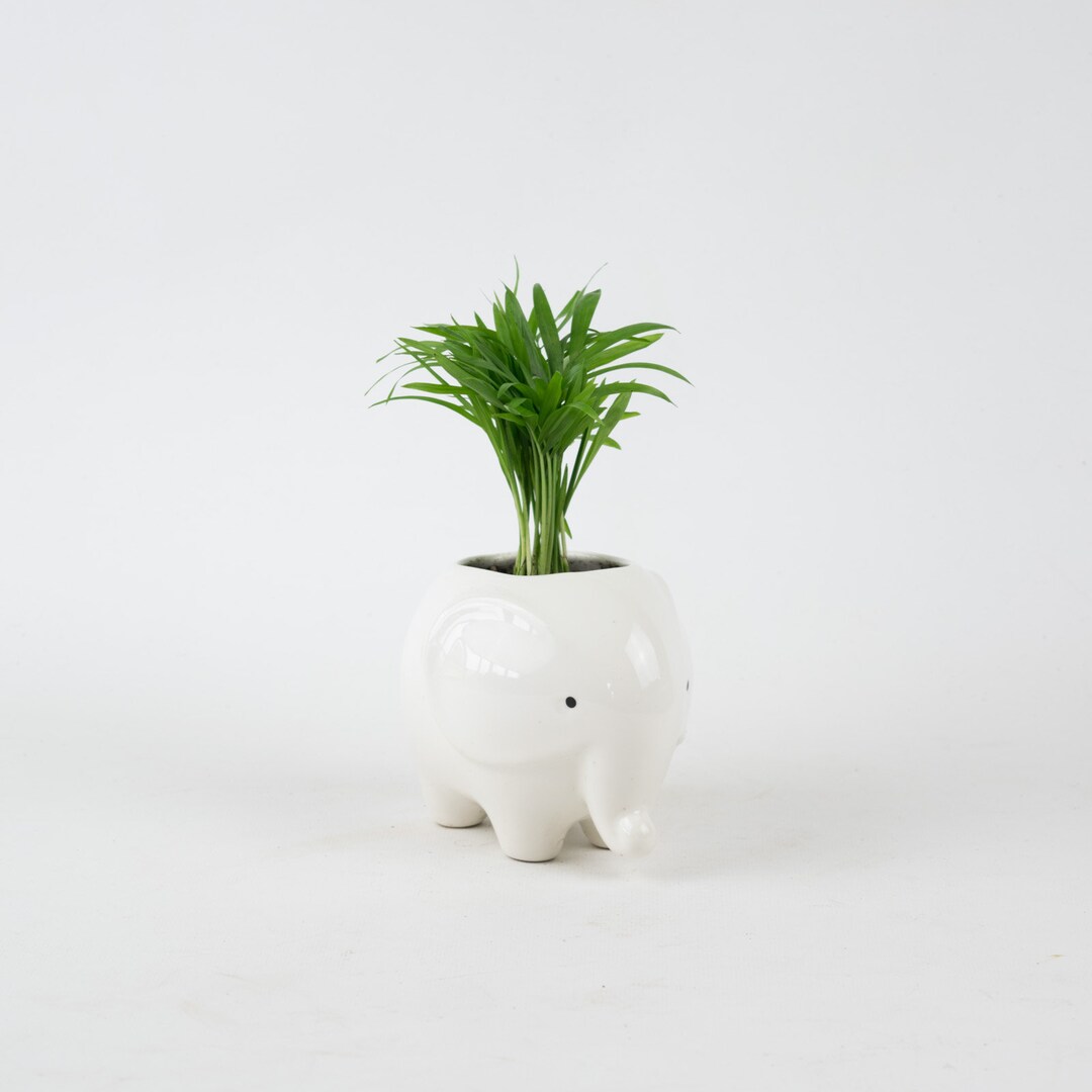 Elephant Crackling Planter With Potted House Plants - Coffee Parlor ...