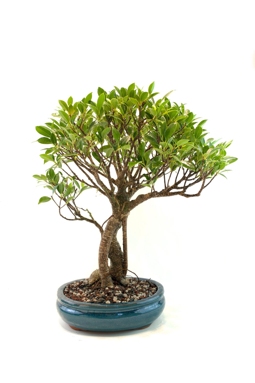 Live Tiger Bark Ficus Bonsai Tree: 10" Pot, Informal Upright Style - Etsy