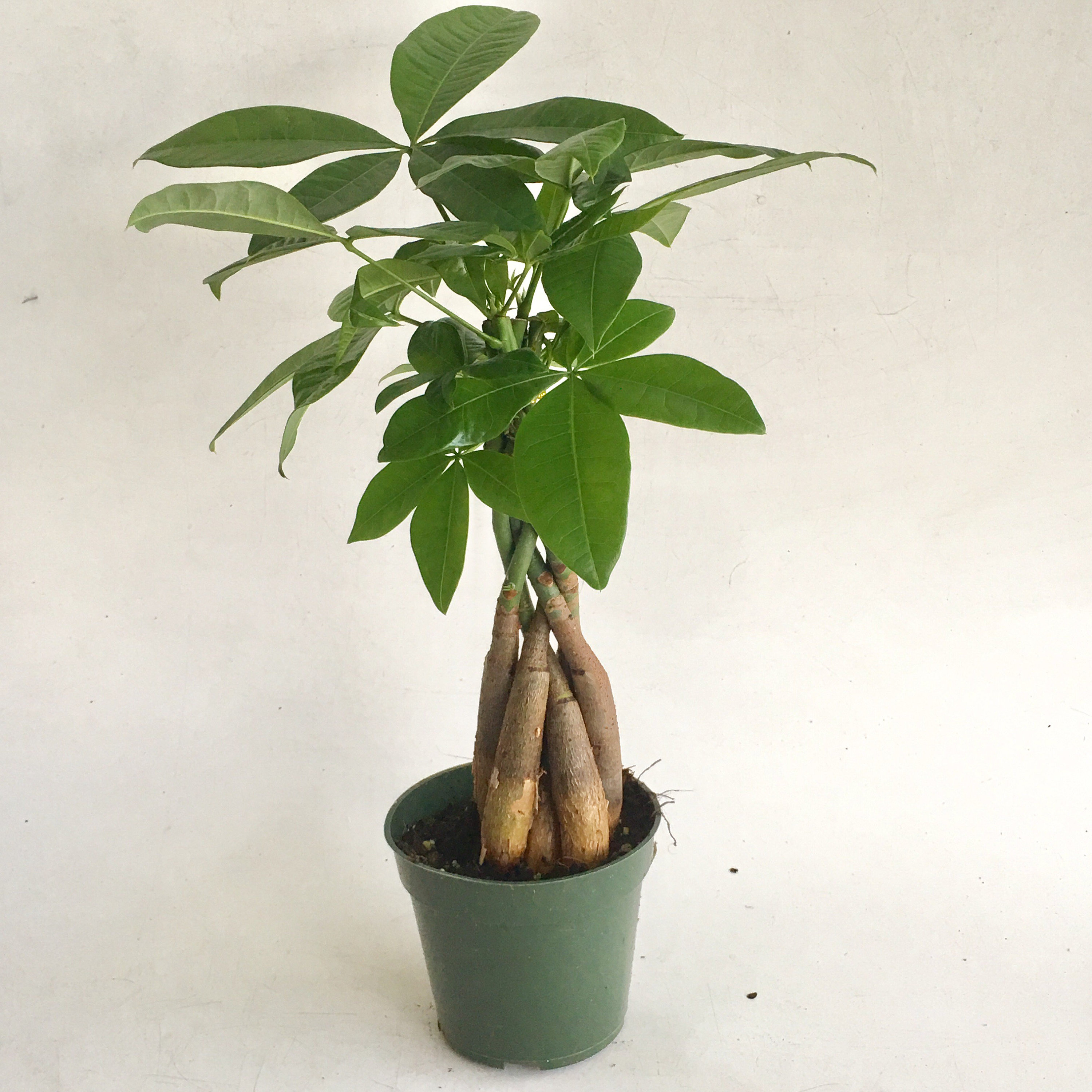 Money Tree: Braided Trunk Indoor Plant in 4" Grow Pot - Etsy