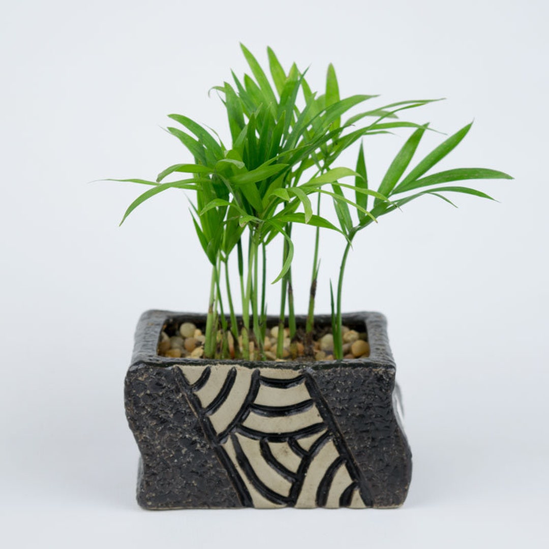 Mosaic Planter Potted Plants, Animal Planter, Coffee, Parlor Palm ...