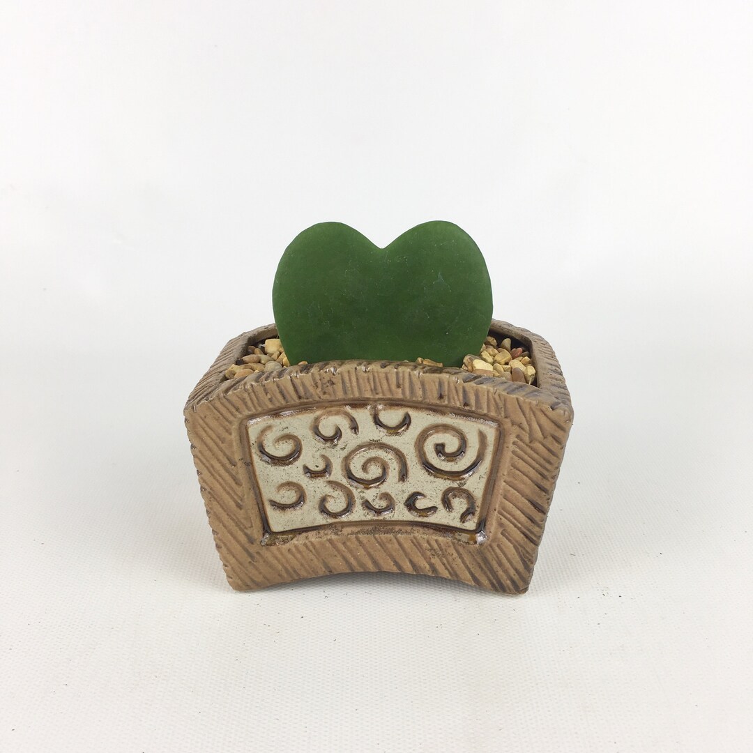 Hoya Kerrii Heart in a Floral Pot, Indoor Outdoor Sweet Heart Plant ...