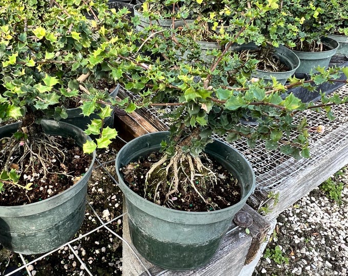 Live Bonsai Tree Dwarf Holly in 6" Pot Bloom Pink Flowers, Unique Gift ...