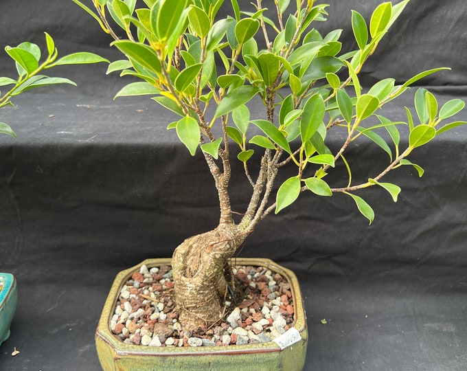 Bonsai Live Tree Tiger Bark Ficus in a 6 Bonsai Pot , Indoor or Outdoor ...