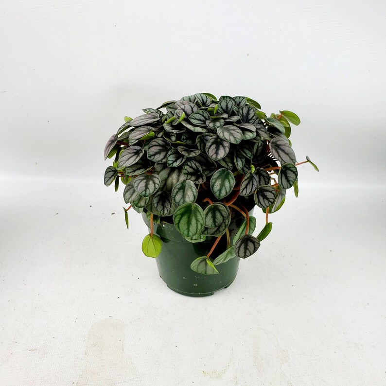 Peperomia Little Tuscany Indoor Plants in a 4 Pot Dish | Etsy