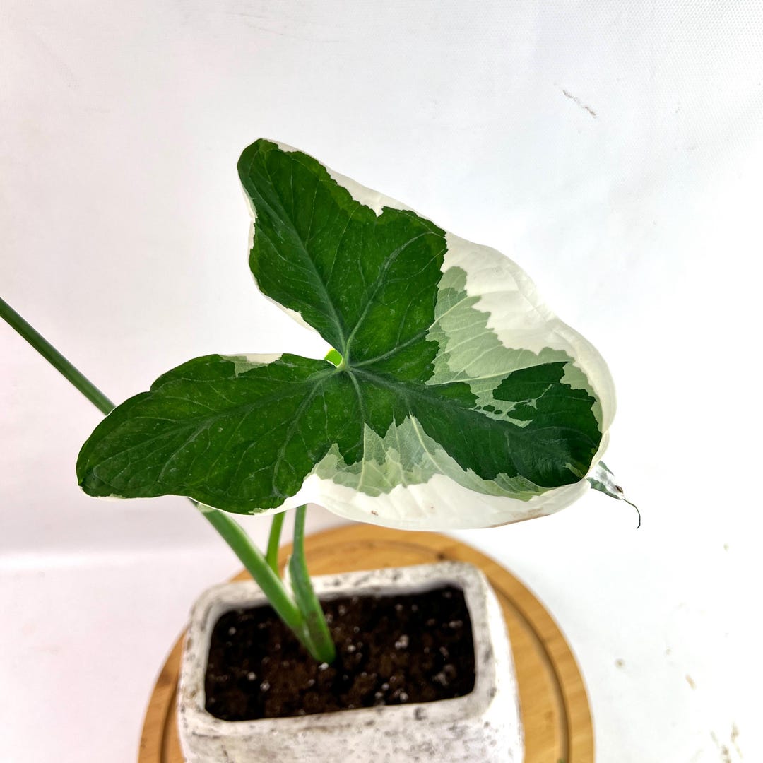 Rare Alocasia Mickey Mouse Indoor Plants in a 6.75 White Pot, Foliages ...
