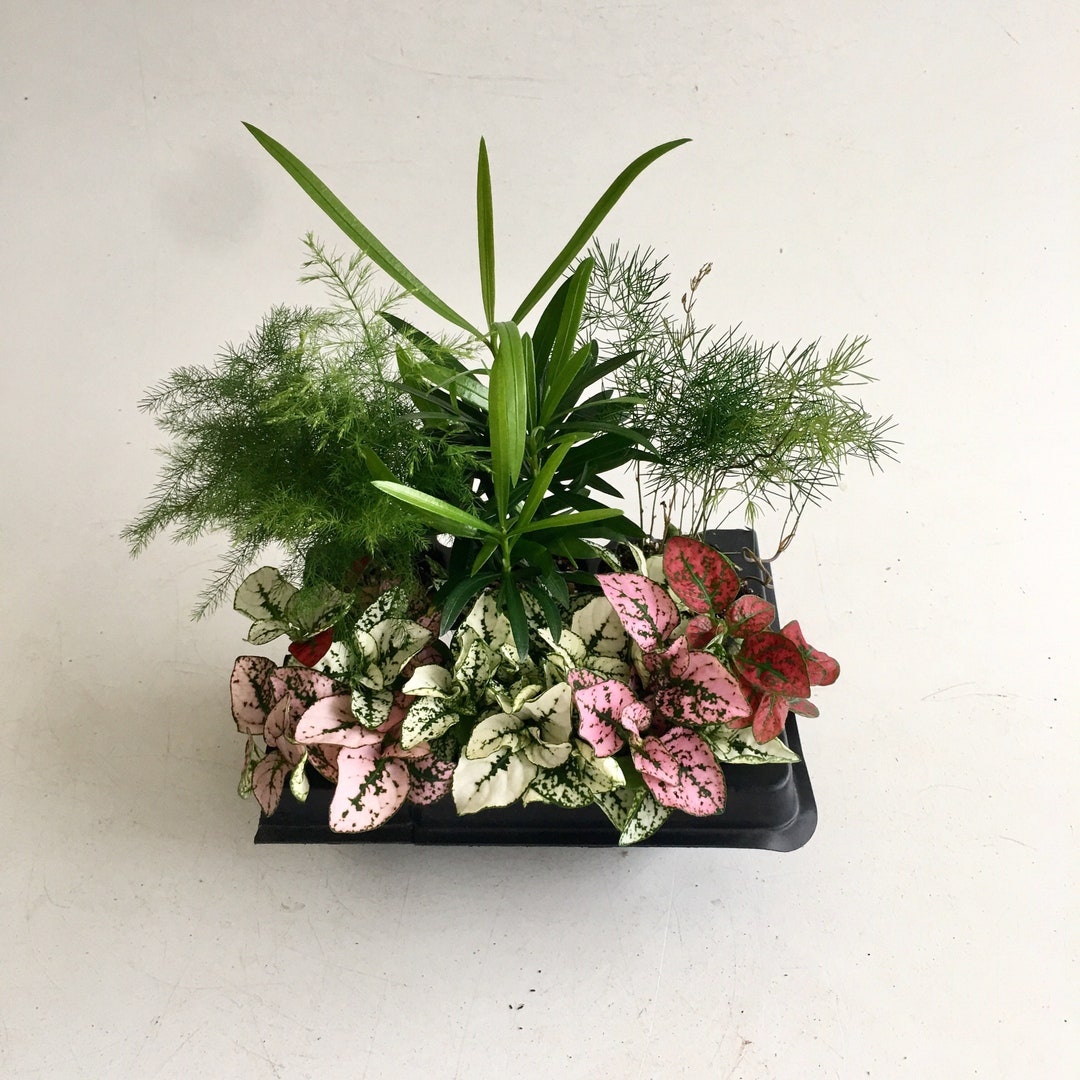 Mini Terrarium Plants: Fern, Palm, Coffee, Hypoestes - DIY Fairy Garden ...