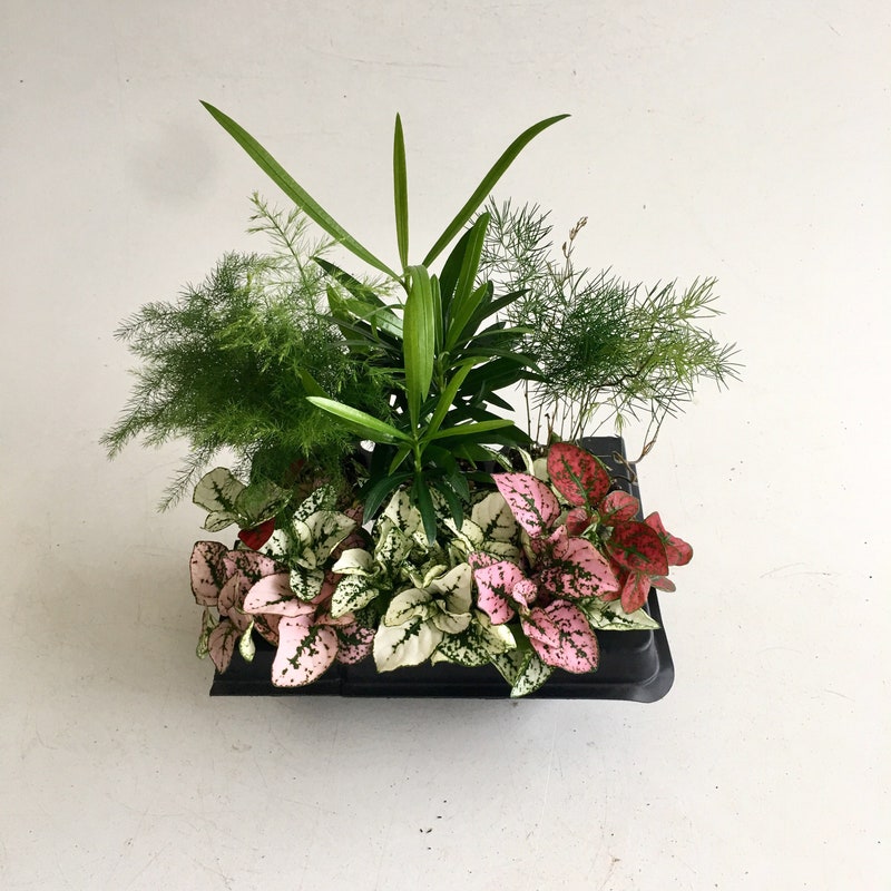 Mini Ferns Live Plants - Etsy