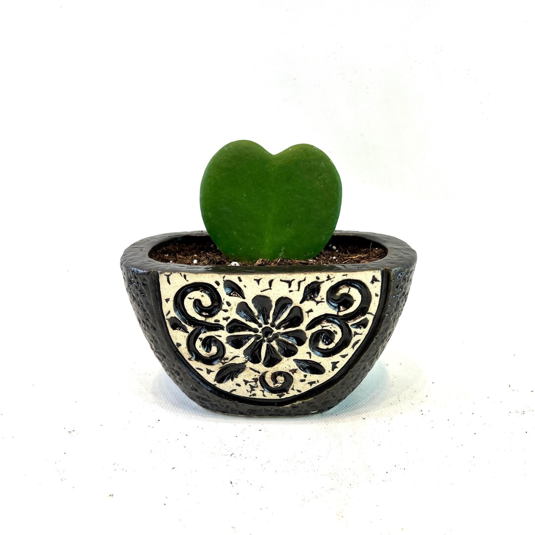 Hoya Kerrii Heart in a Floral Pot, Indoor Outdoor Plant Succulent ...
