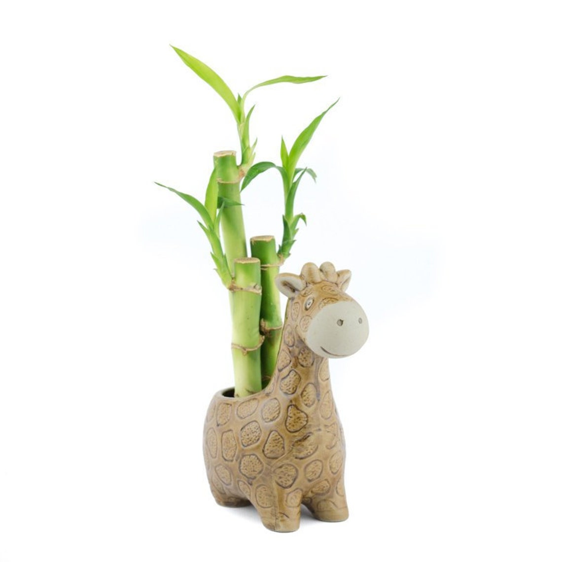 Small Giraffe Pot With Lucky Bamboo Indoor Plant Planter for - Etsy