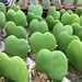 Hoya Kerrii Heart Indoor Outdoor Sweet Heart Plant Succulent Cactus ...
