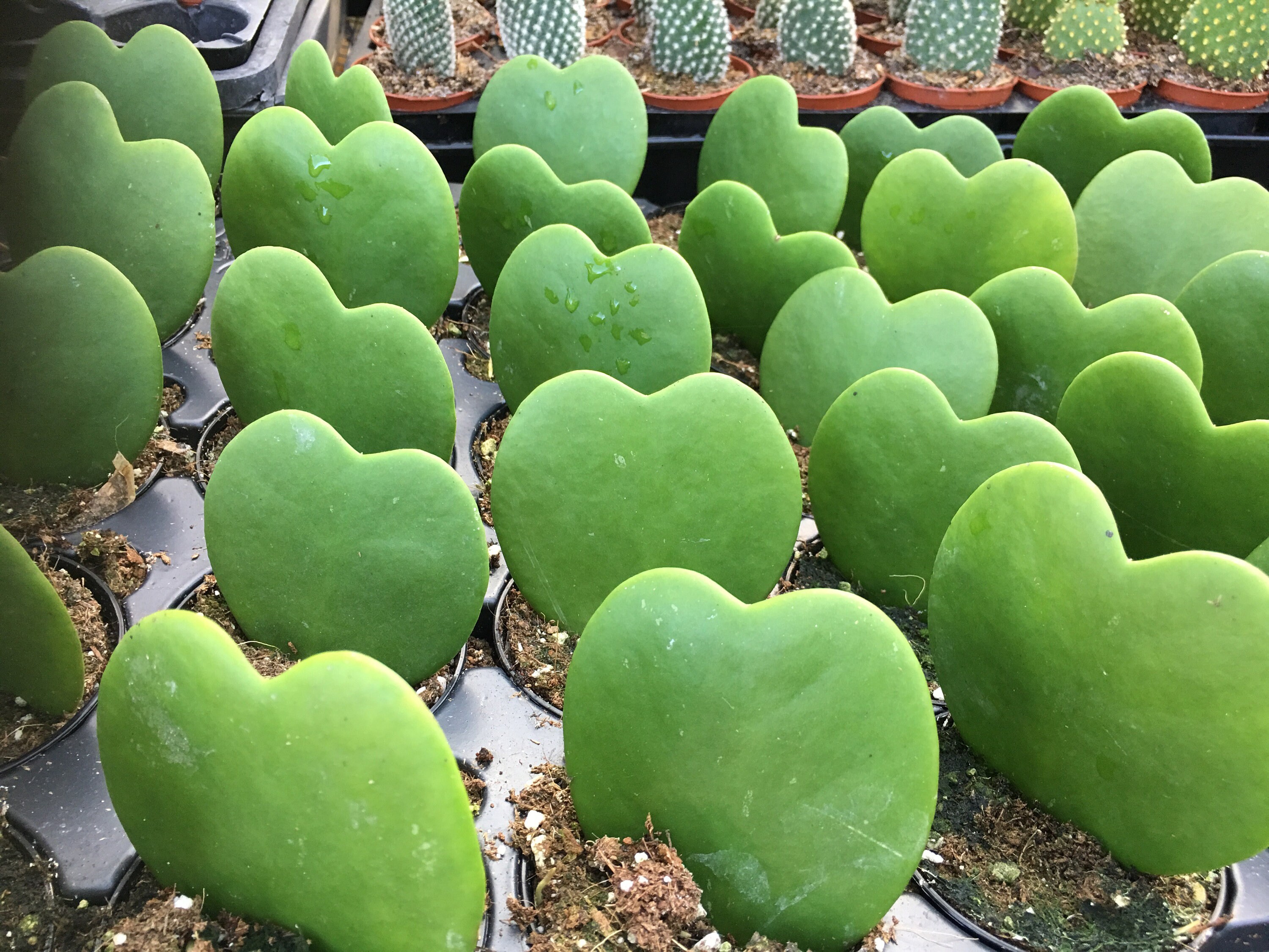 Hoya Kerrii Heart Indoor Outdoor Sweet Heart Plant Succulent - Etsy
