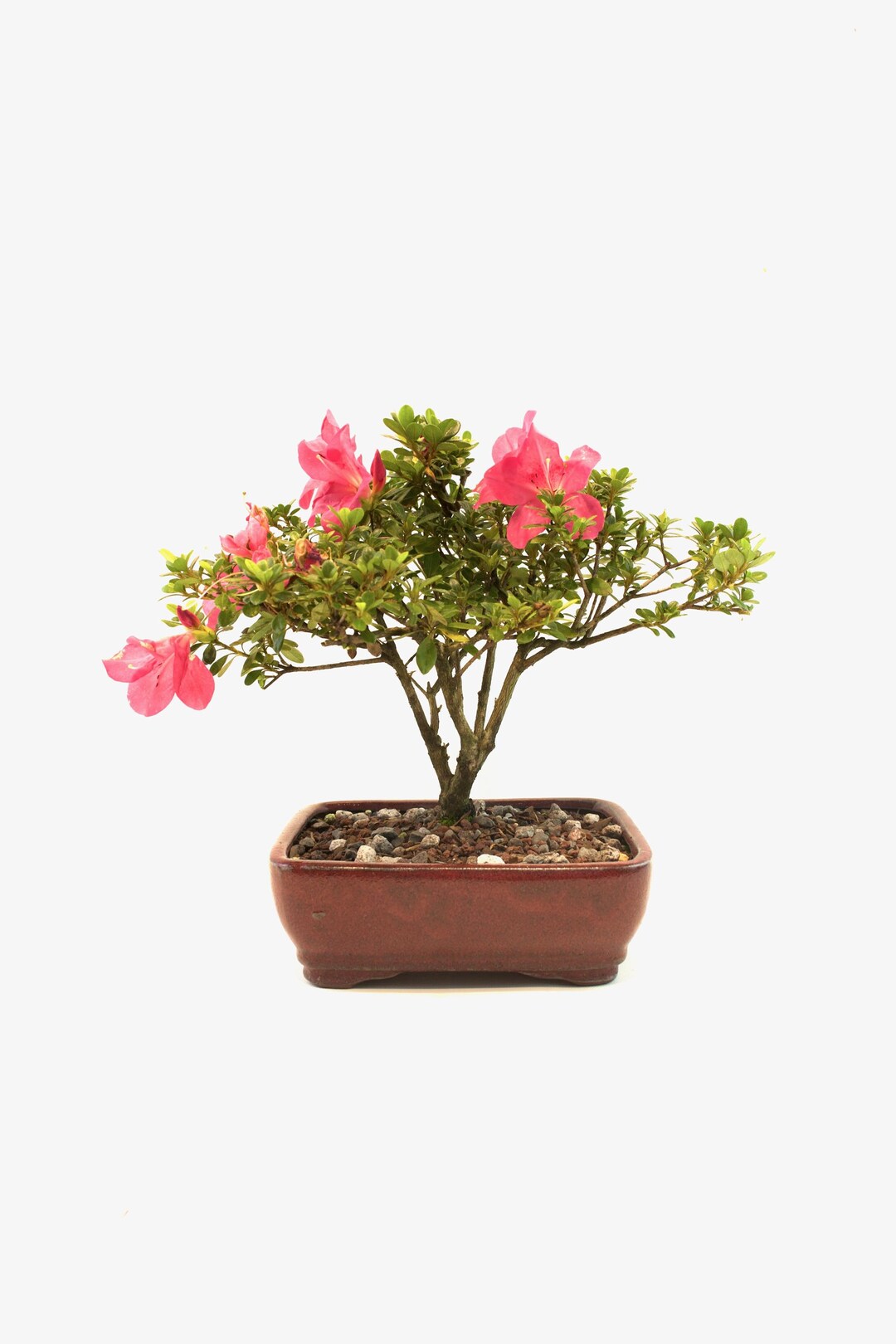 Live Chinzan Azalea Bonsai Tree: Pink Trumpet Flowers, Formal Upright ...