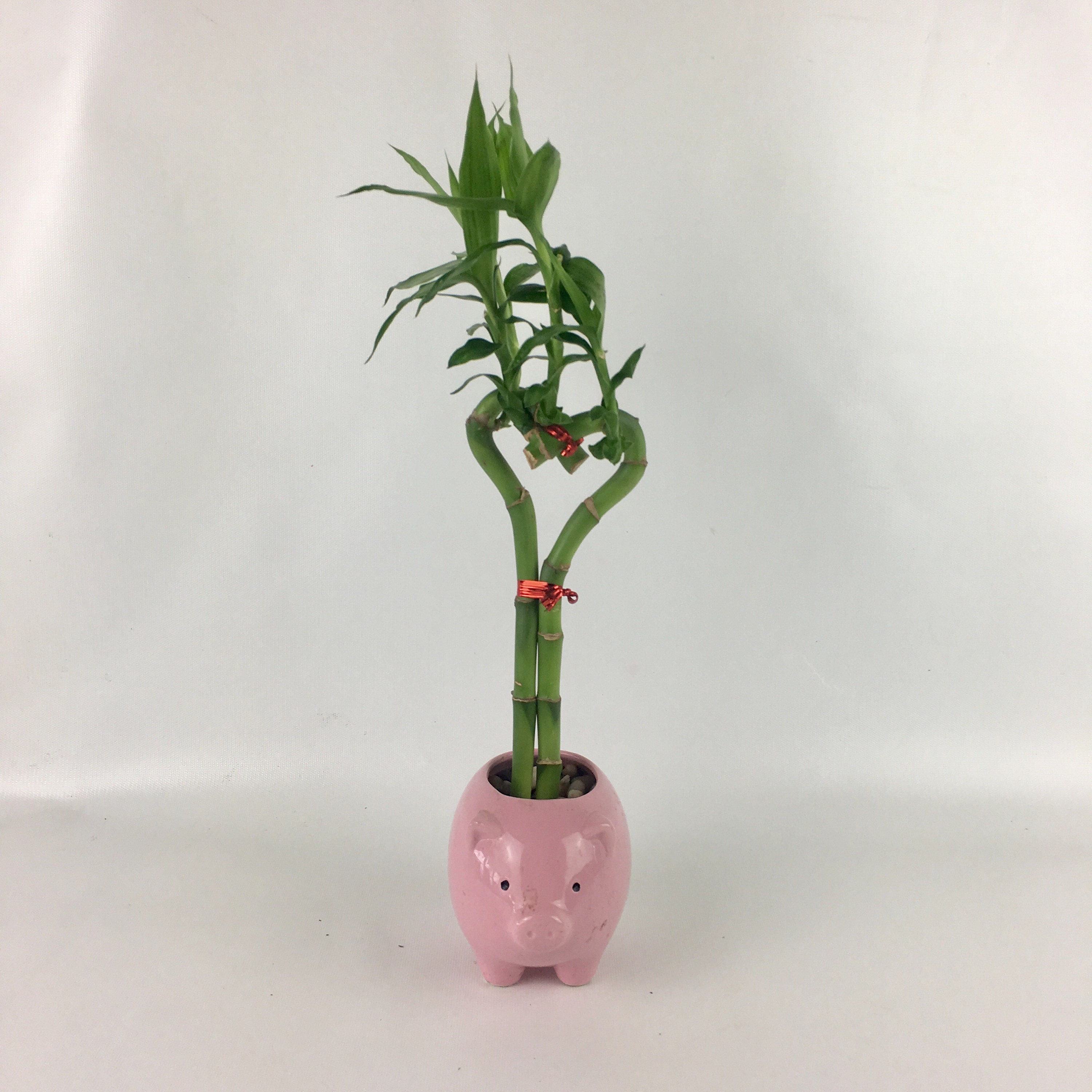 Indoor plant Heart Lucky Bamboo in cute pink blue or white | Etsy