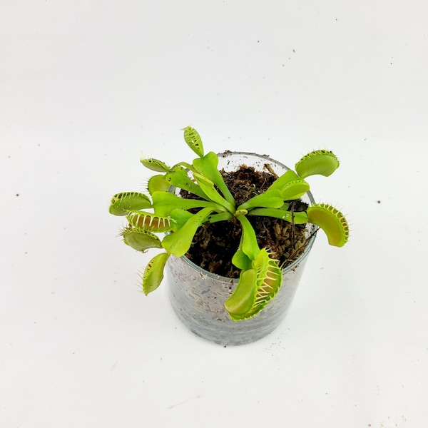Terrarium Planter Venus Fly Trap - Etsy
