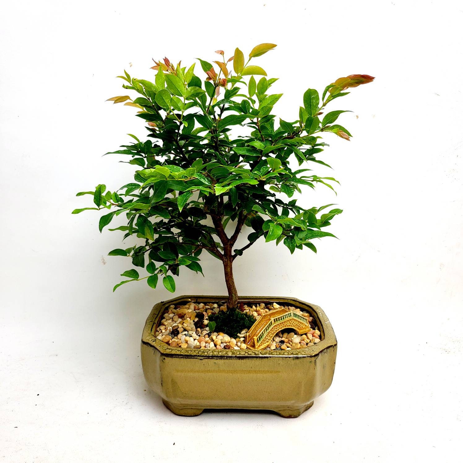 Lychee Tree Bonsai