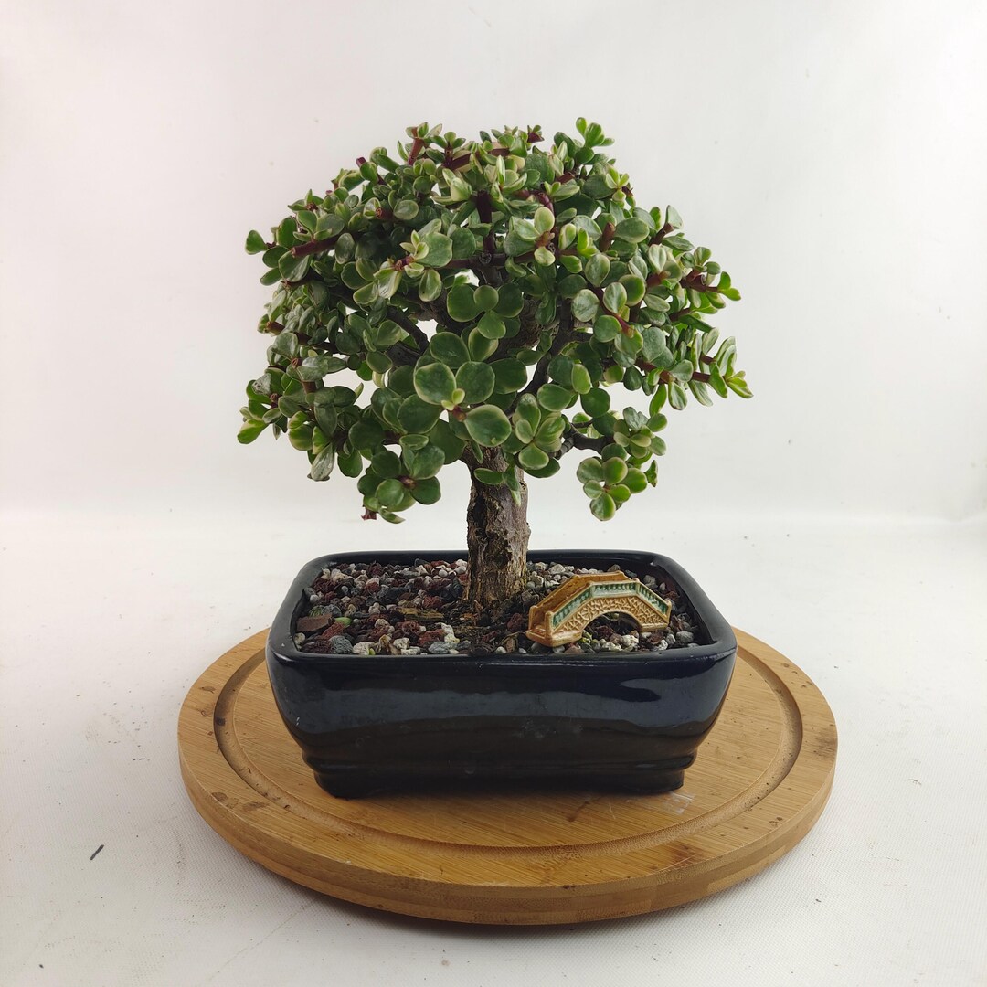 White Variegated Jade Dwarf Live One of a Kind Bonsai Tree ...