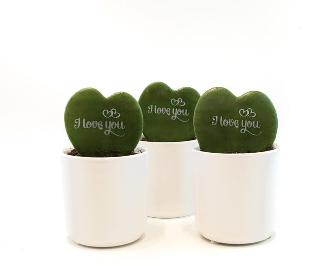Hoya Heart Succulent: "i Love You" Engraved Plant Gift - Etsy