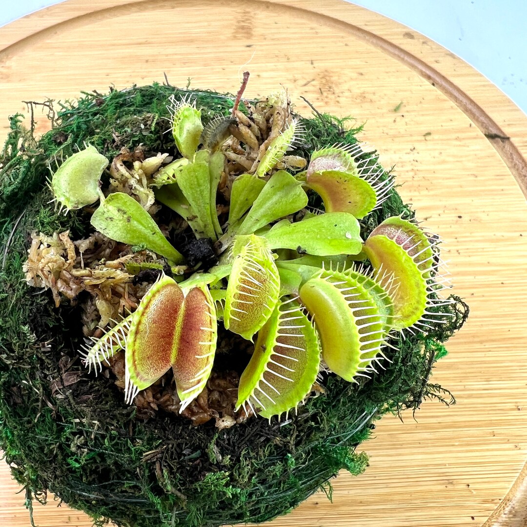 Carnivorous Asian Pitcher, Venus Flytrap or Sarracenia in a Moss Ball ...