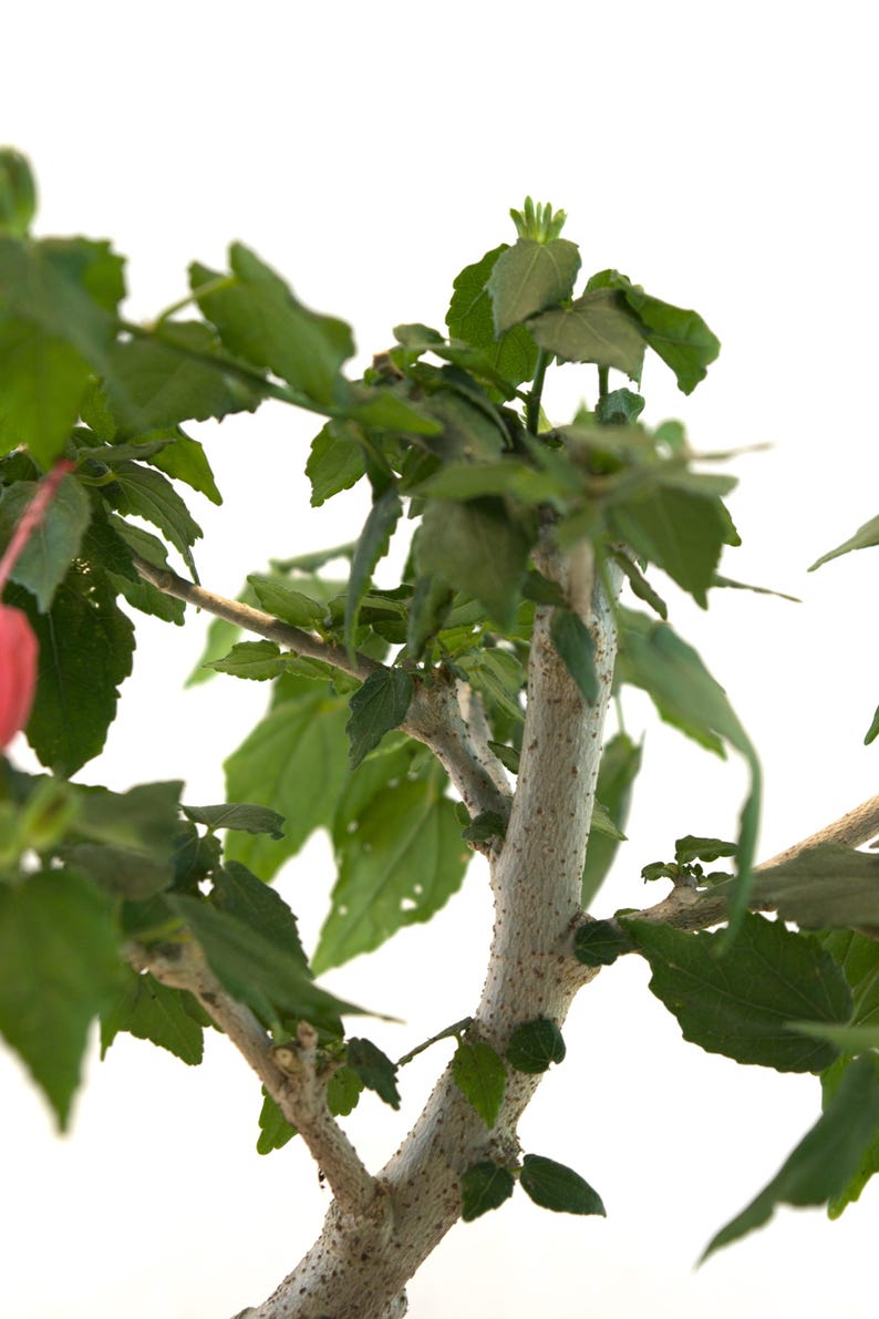 Rare Dwarf Hibiscus Bonsai in 7" Ceramic Red Pot - Flower Plant - Outdoor - Etsy