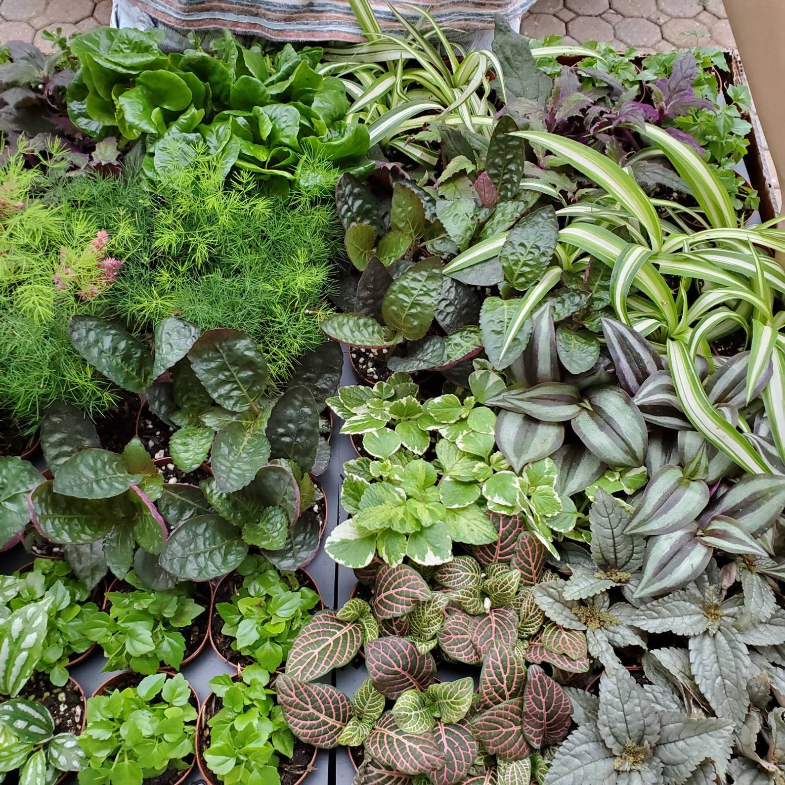 Indoor Plants Mini Foliage Assortment in 2 Pots Dish - Etsy