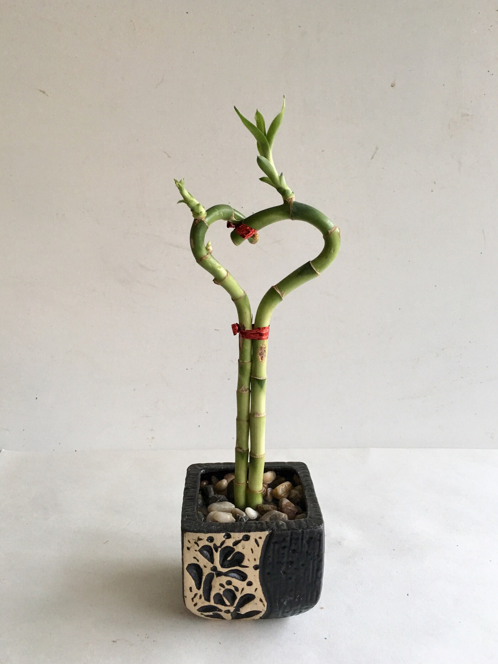 Indoor Plant Heart Lucky Bamboo in a Floral Pot Planter - Etsy